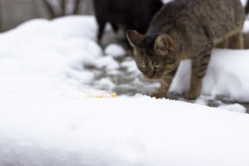 In the Snow Season, Homeless Cats Run in the Snow Stock Image - Image ...