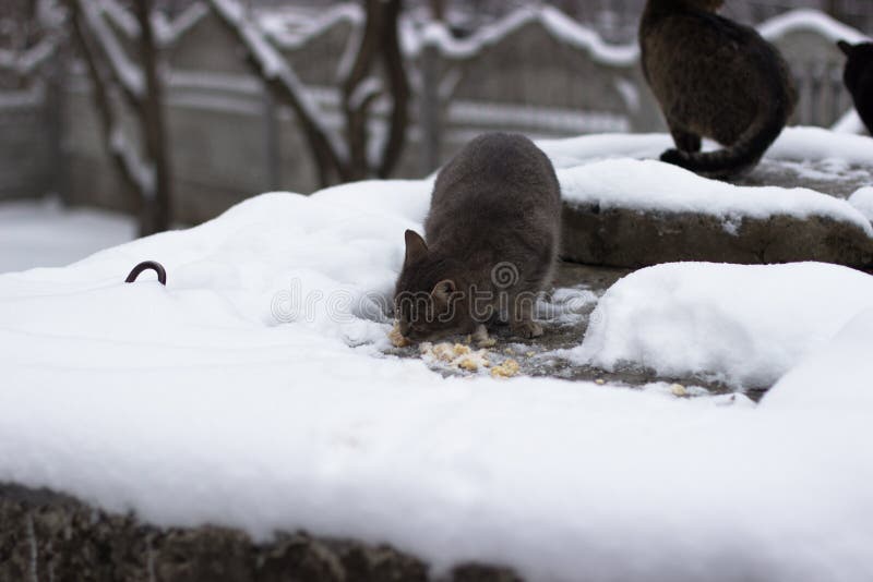 In the Snow Season, Homeless Cats Run in the Snow Stock Photo - Image ...