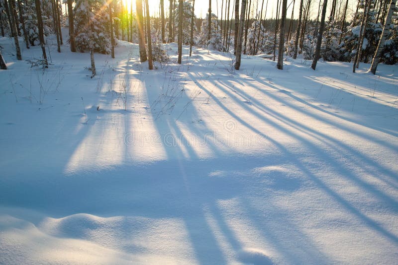 Snow shadows stock photo. Image of christmas, forest - 12413914