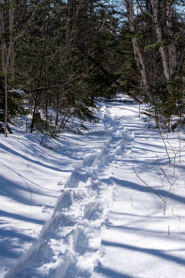 Snow Shoe Trail through the Forest on a Winters Day Stock Photo - Image ...