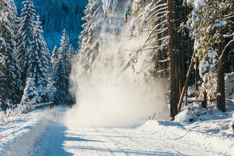 The Snow Slides Off the Trees Stock Photo - Image of light, forest ...