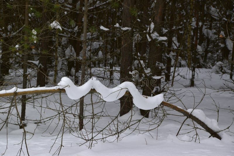 Snow Sliding Down a Sloping Tree Trunk Stock Image - Image of mist ...