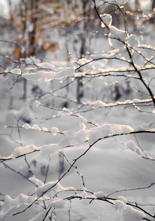 Snow in small tree stock image. Image of cold, blue, bright - 17343673