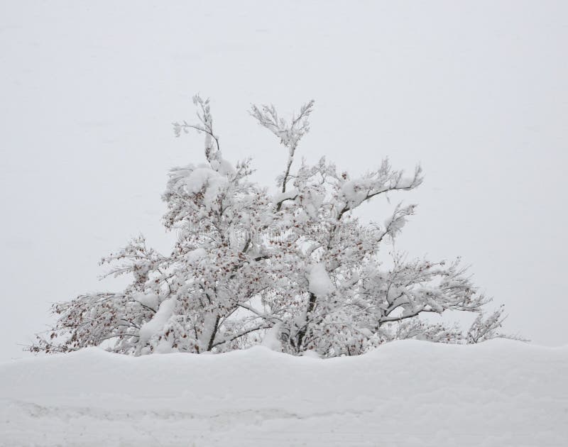 Snow stock image. Image of cold, natural, landscape, small - 83908823