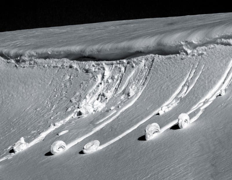 Snow Balls - Soldanella Montana Stock Photo - Image of snow, wildflower ...