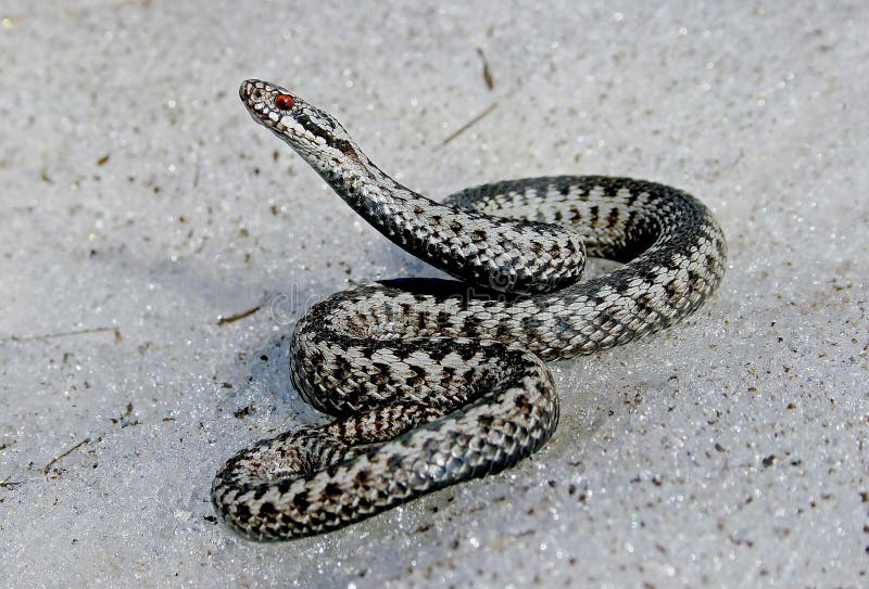 Snow snake stock photo. Image of viper, norway, snow - 68291830