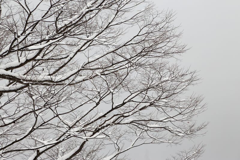 Snow stock image. Image of landscape, seasonal, beautiful - 111726407