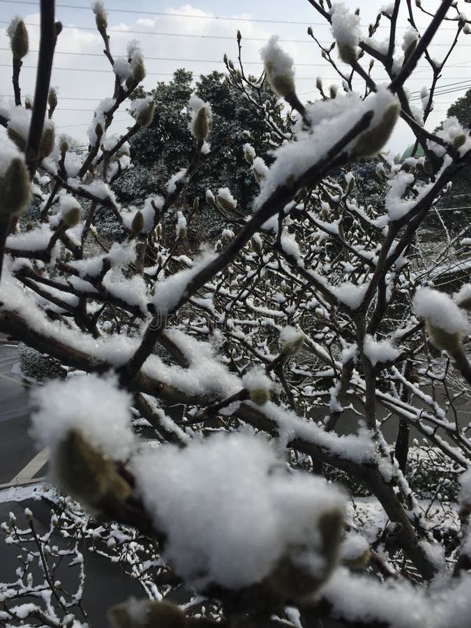Snow stock photo. Image of snow, piled, snowed, trunks - 204026738