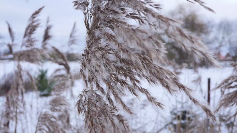 Snow Snow on Reeds Snow Fields Withered Grass Stock Footage - Video of ...