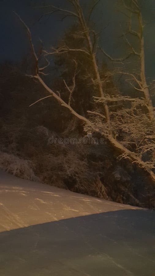 Snow stock image. Image of snowy, tree, dark, night, snow - 99827283
