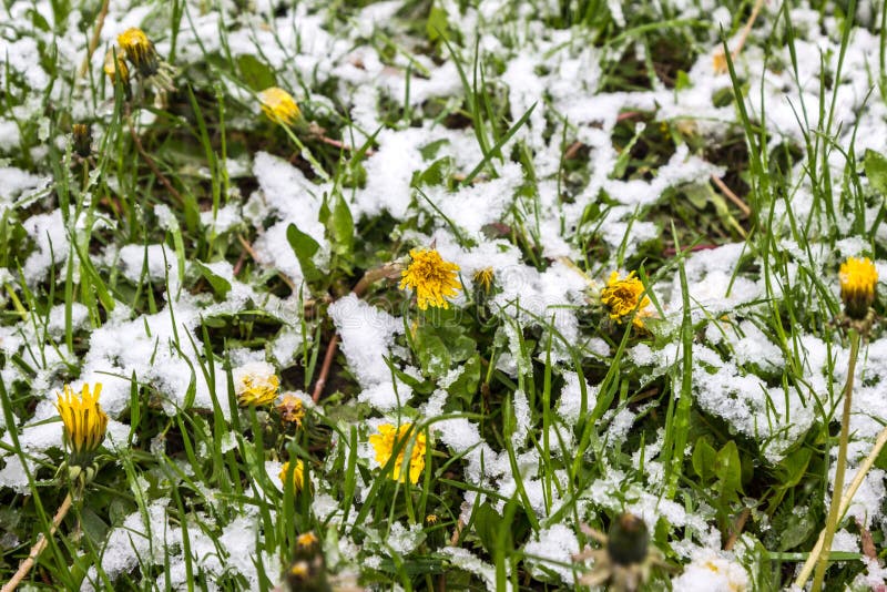 Snow in Spring, Dandelions in Snow, 11.05.2017 Minsk, Belarus. Stock ...