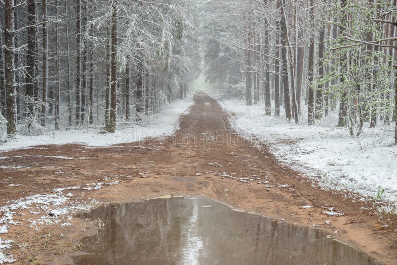 Snow in spring forest stock photo. Image of rare, season - 182719382