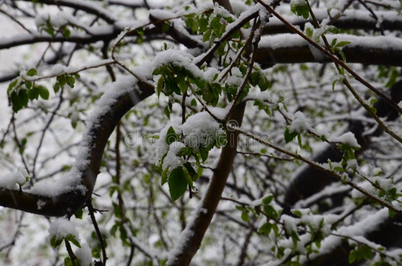Snow on a spring tree stock image. Image of small, spring - 137193937
