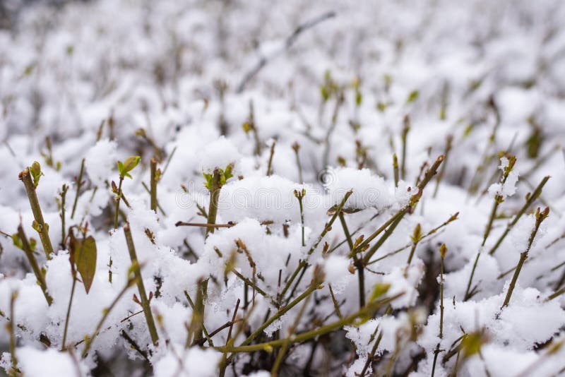 Snow in Spring. Weather in Spring Stock Image - Image of weather ...