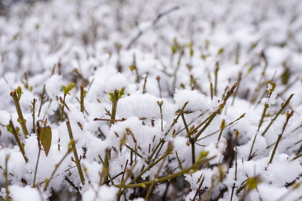 Snow in Spring. Weather in Spring Stock Image - Image of weather ...