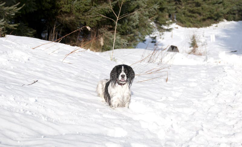 Snow Springer 3 stock photo. Image of english, puppy - 22795168