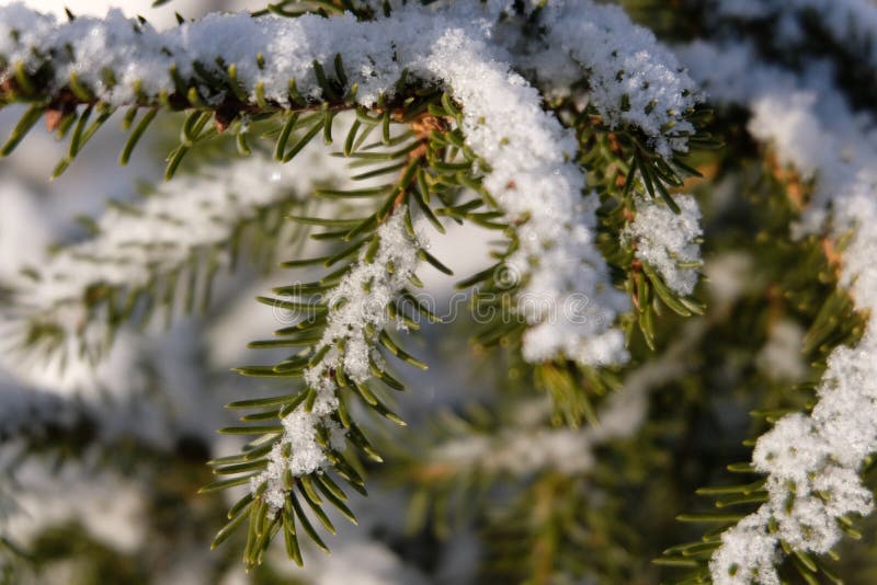Snow spruce stock photo. Image of branch, white, spruce - 110966490