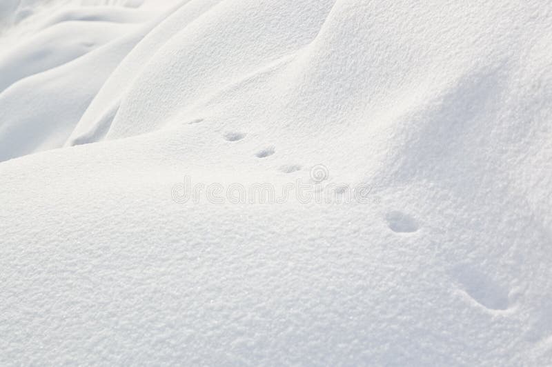 Snow storm stock photo. Image of seasonal, traces, storm - 13101752