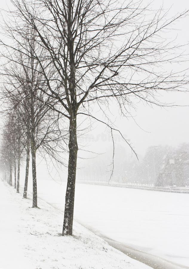 Snow storm stock photo. Image of snow, morning, tree - 17426348
