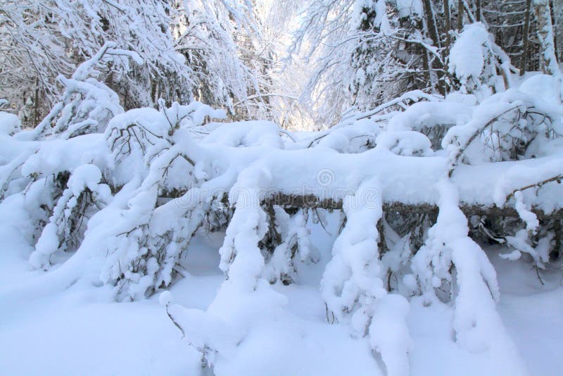 After snow storm stock photo. Image of snow, forest, winter - 28358884