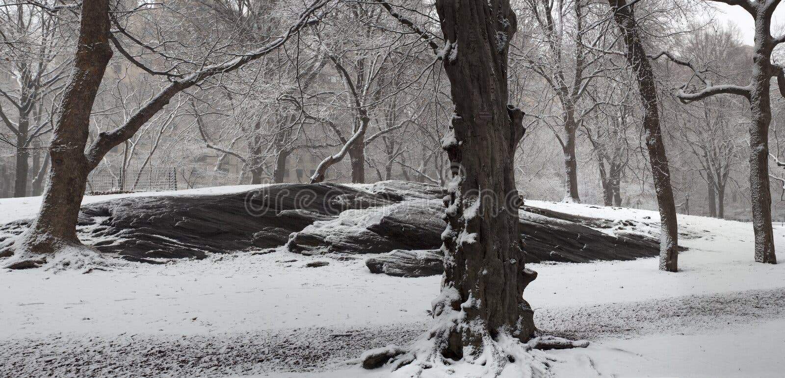 Snow Storm Picture. Image: 16866304