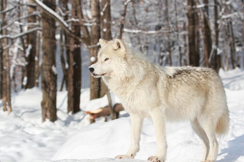 After snow storm stock photo. Image of arctic, nature - 36500860