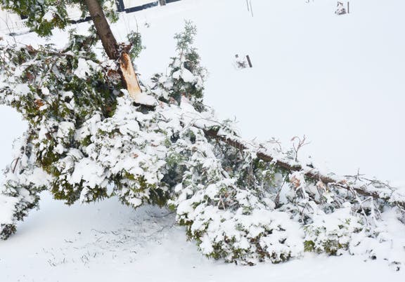 After the Snow Storm: Coping with Snow- and Ice-Damaged Trees. Stock ...