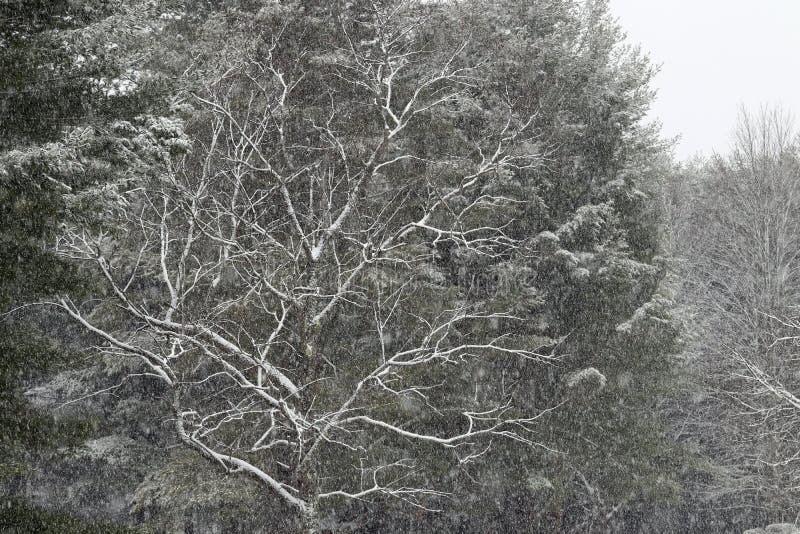 Snow storm stock photo. Image of trees, clings, limbs - 83324818