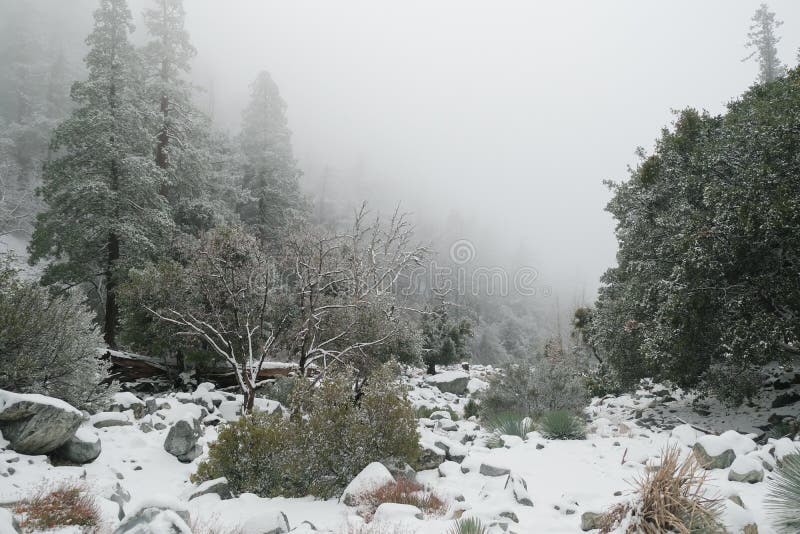 Snow Storm in the Mountain during Extremely Cold Weather Stock Photo ...