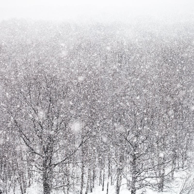 Snow Storm Over Forest in Winter Stock Photo - Image of outdoors, snow ...