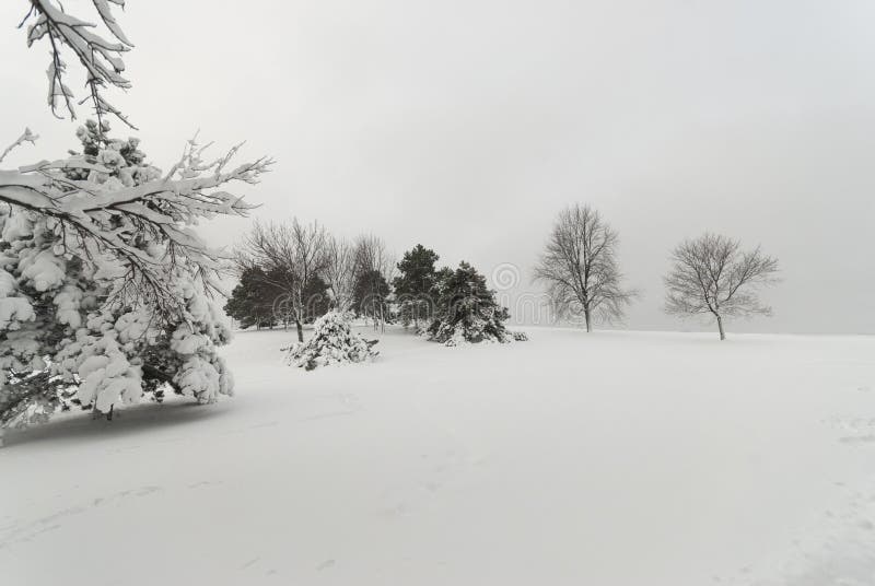 After the Snow Storm in the Park Stock Photo - Image of grey, nature ...