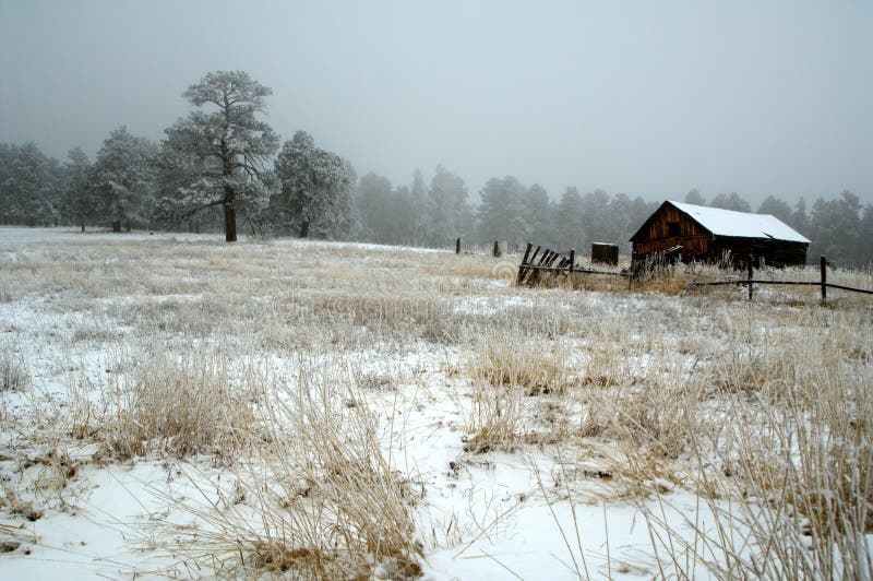 Snow Storm on the Ranch Colorado Stock Photo - Image of evergreen, high ...