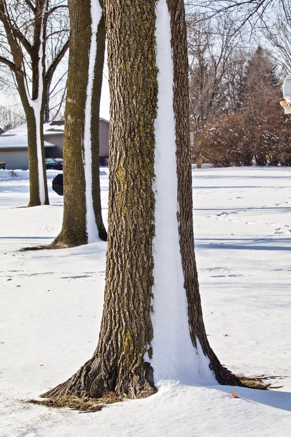 Snow Stripes on a Tree stock photo. Image of beautiful - 146479248