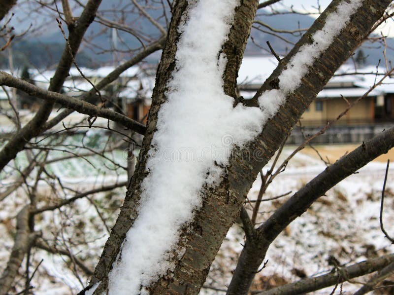 Snow on Tree Branches in Southern Japan Stock Photo - Image of ...