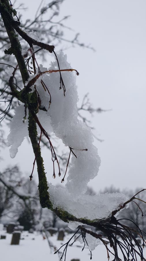 Snow Stuck on Tree Branches Stock Photo - Image of tree, plant: 271531678