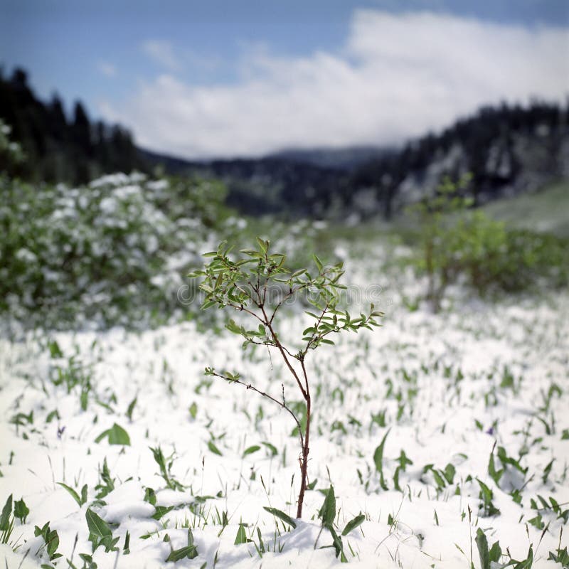 Snow In Summer Mountains Picture. Image: 6413435