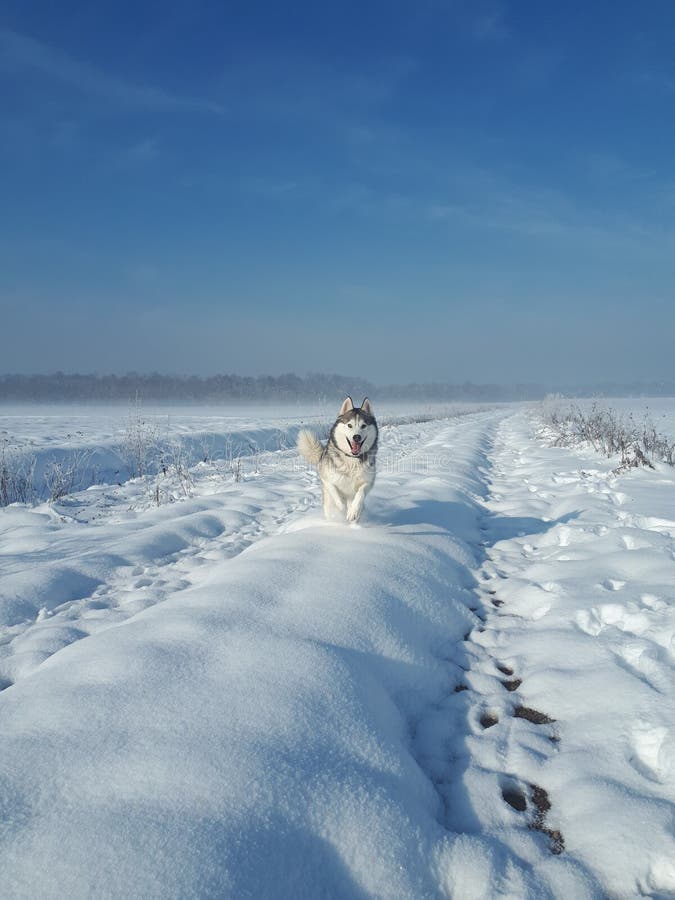 Snow Sunlight Arctic Animal Stock Image - Image of winter, ocean: 203476627