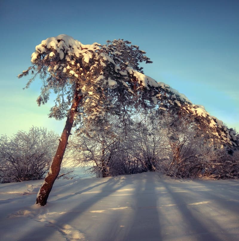 Silver Frost on the Trees on a Sunny Day in Winter Stock Image - Image ...