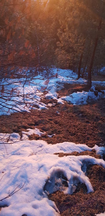 Snow in sunshine stock image. Image of branch, sunlight - 180193479