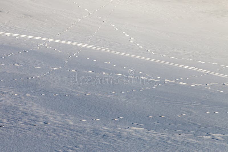 Snow surface. stock photo. Image of frozen, outdoor, path - 45411034