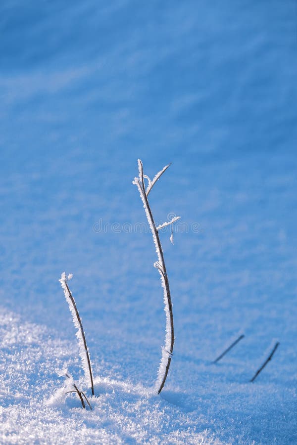 Snow surface stock photo. Image of stem, frigidity, water - 269393658