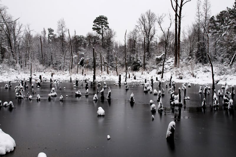 Snow Swamp stock image. Image of freeze, blizzard, pristine - 17608851