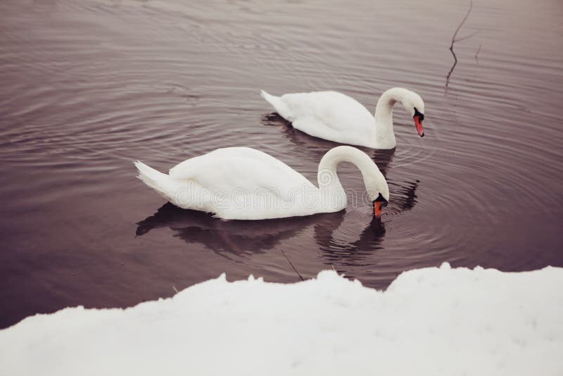 Snow Swans stock photo. Image of frozen, lake, winter - 100322916