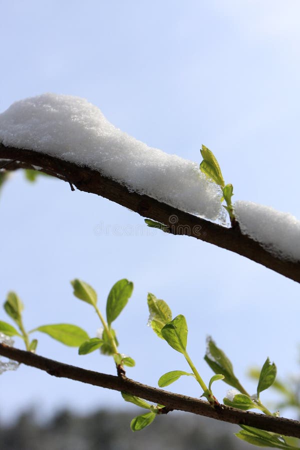 Snow tender tree teeth stock photo. Image of snow, tree - 13445000