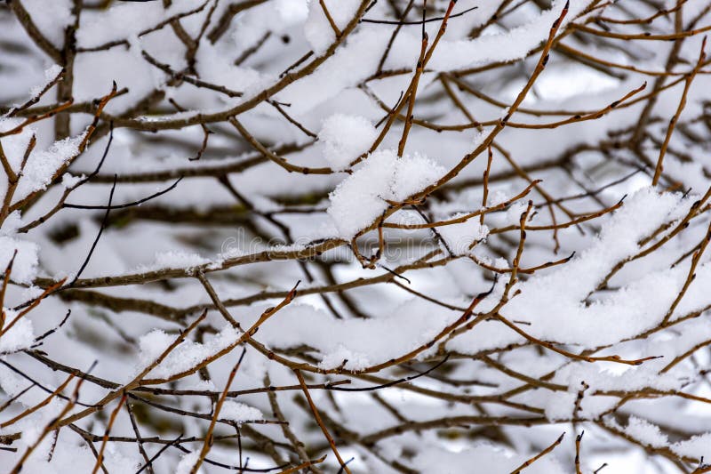 Snow Texture Natural Tree Branches Mottled Stock Photos - Free ...
