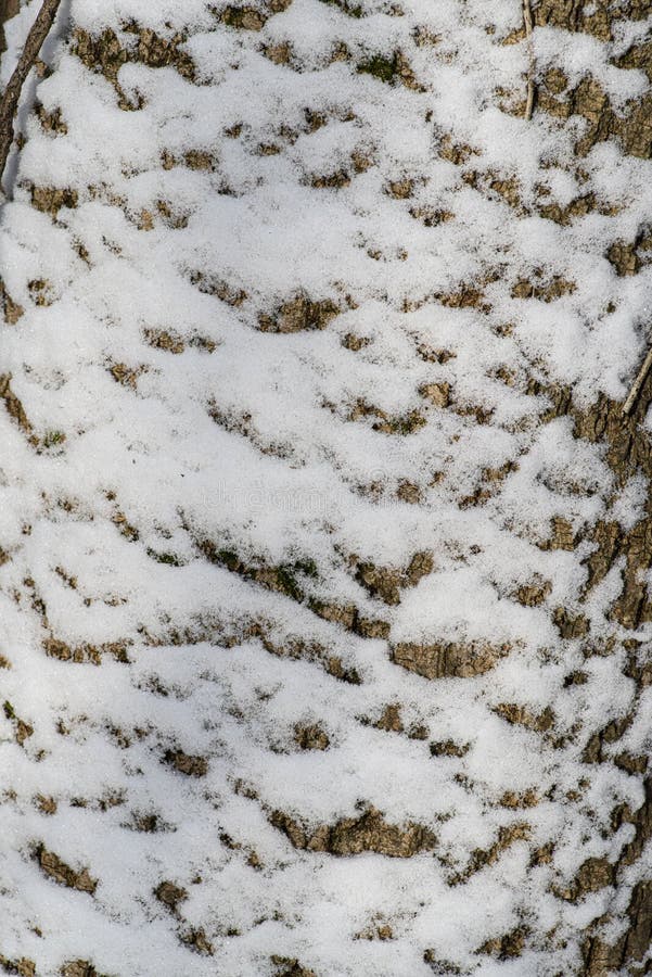 Snow Texture on a Tree Trunk Stock Photo - Image of brown, season ...