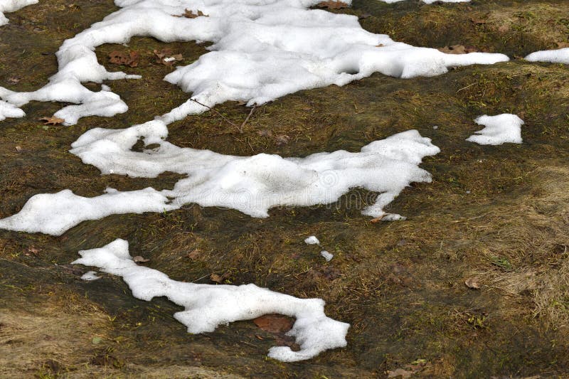 Snow Thawed Areas in an Early Spring Stock Image - Image of wildlife ...
