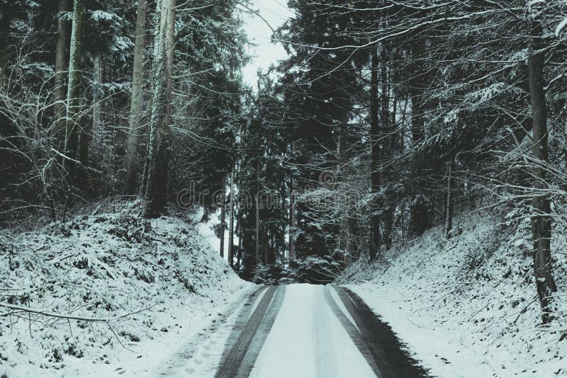 Road with Snow Tracks into Winter Forest Stock Photo - Image of ...