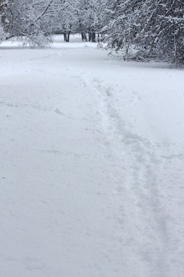 Snow Trail, Path. Winter Wonderland in Forest Stock Photo - Image of ...