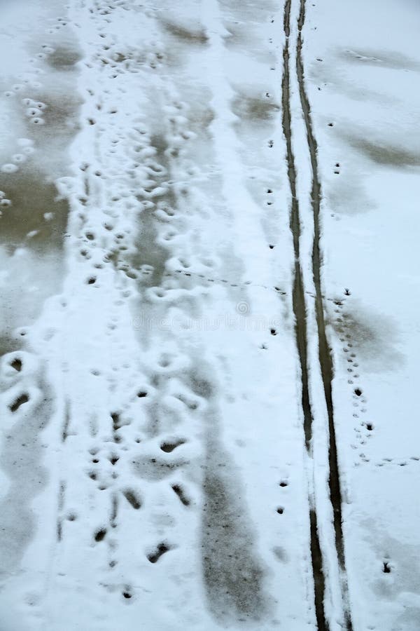 Snow Trails To Thaw in Open White Space Stock Photo - Image of ...